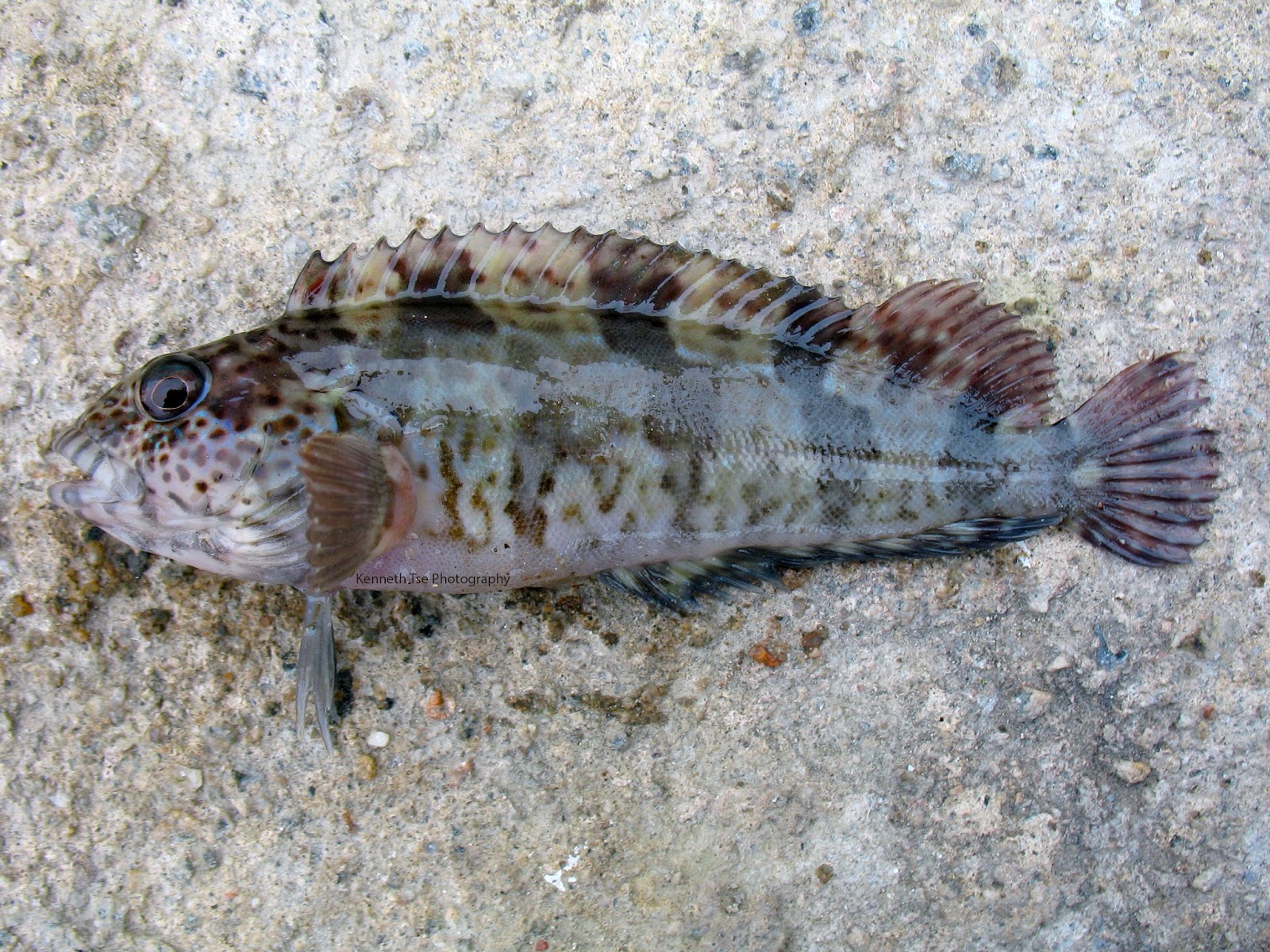 Enciclopedia de peces - Tramboyo