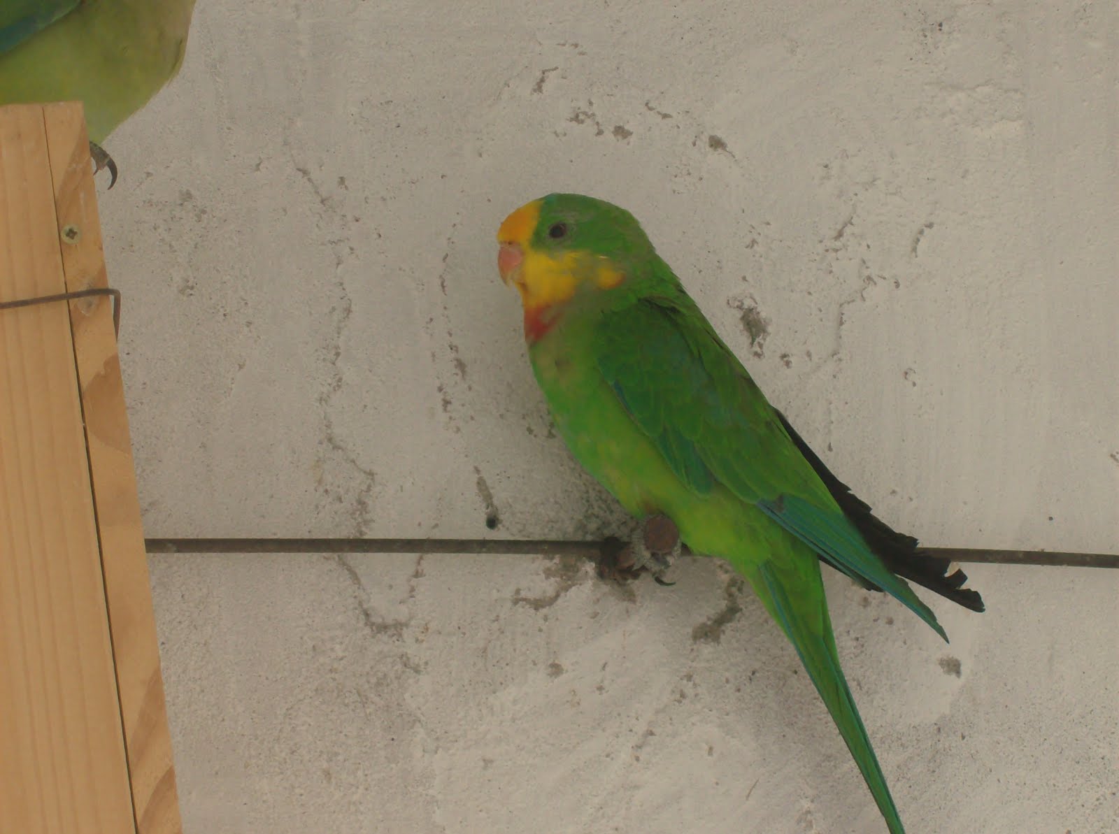 Aves e amigos: Barraband