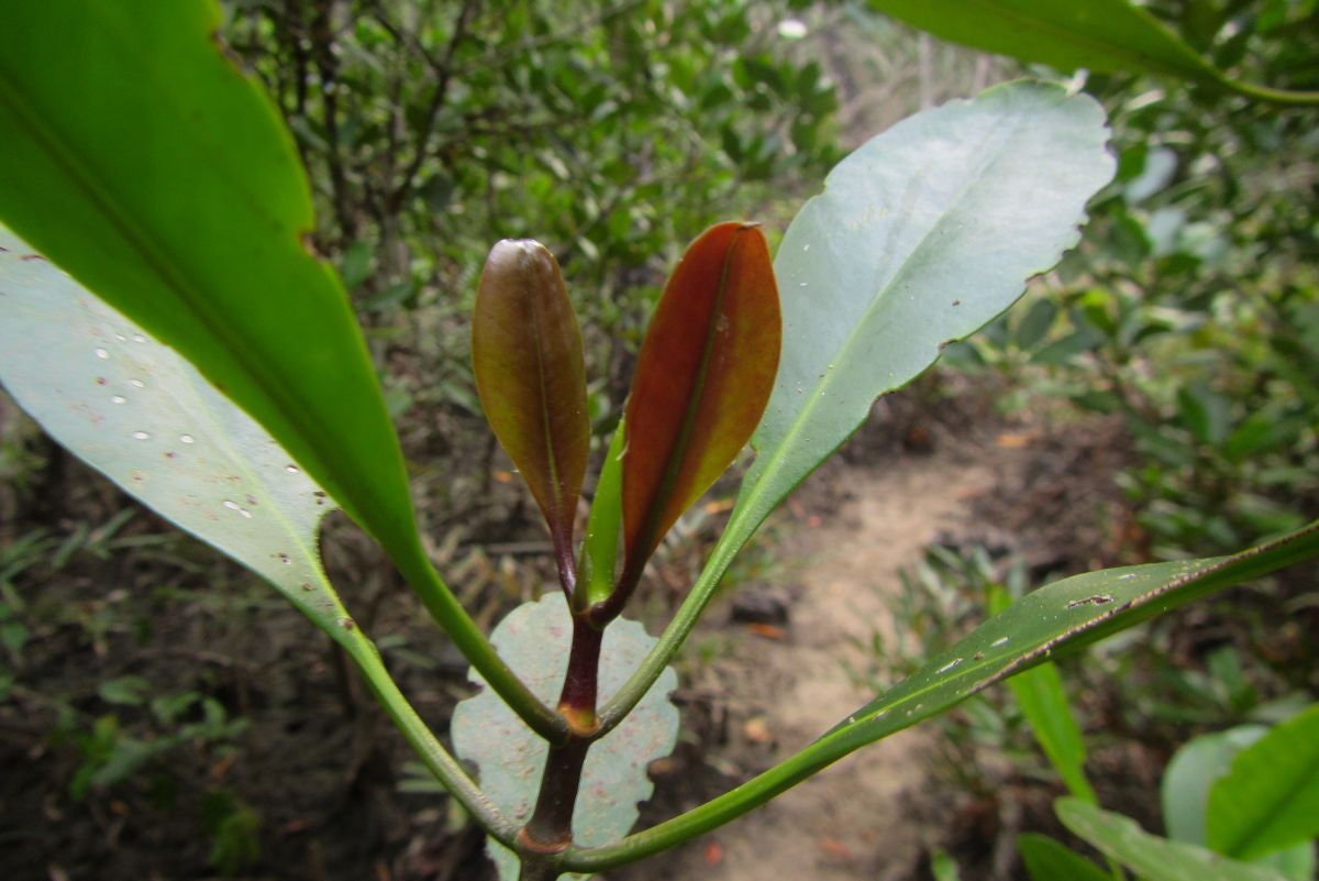 Queensland Coast: Australia's Spurred Mangroves (Ceriops sp.)