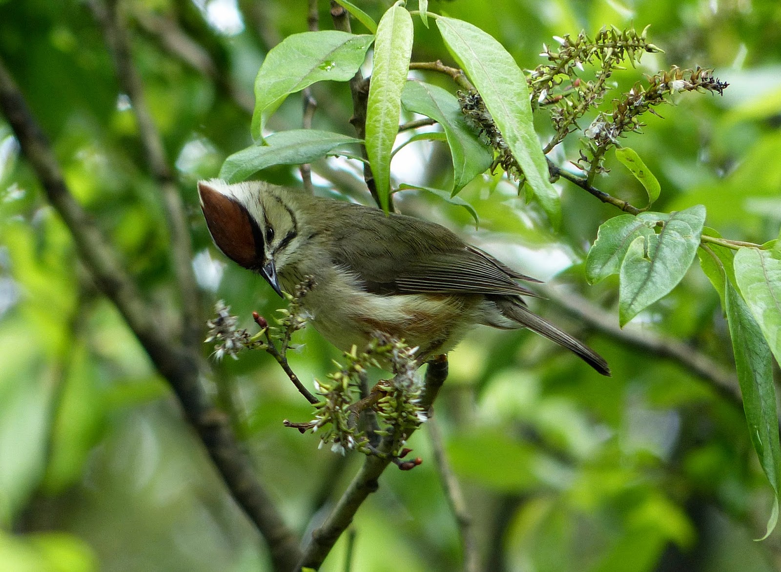 A.W.Birder: Always on the lookout for fine birds...: Taiwan Bird Photos