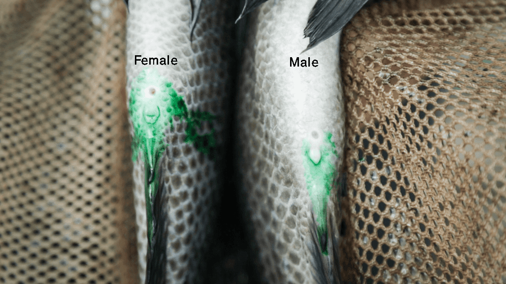 Aquaculture Techniques: A MANUAL FOR COMMERCIAL TILAPIA PRODUCTION