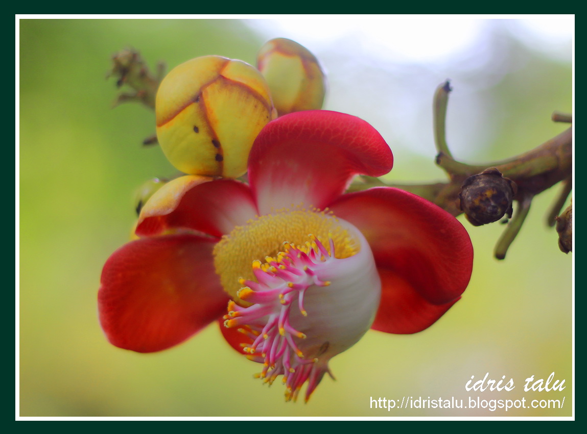 IdrisTalu: Bunga peluru meriam atau cannonball flower atau Couroupita ...