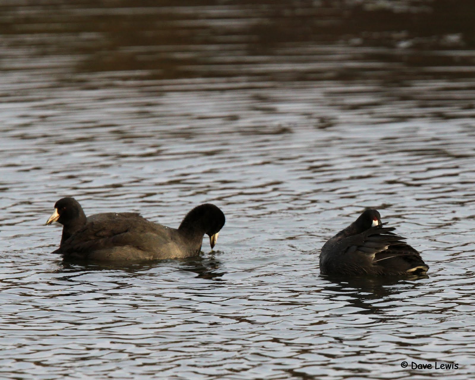 Birds from Behind : 11/01/2011 - 12/01/2011