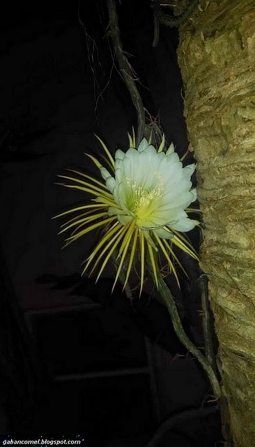 Sekali Dalam Setahun Bunga Aneh Ini Akan Mekar Selama 24 Jam. - Gaban Comel