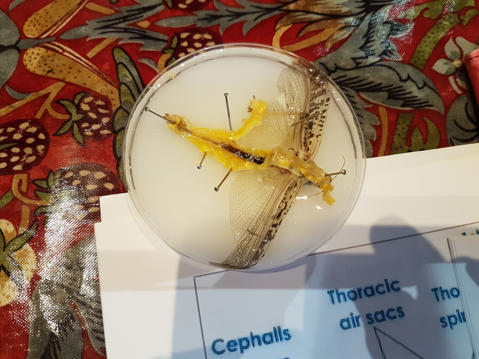 SLHE Science: Locust Dissection