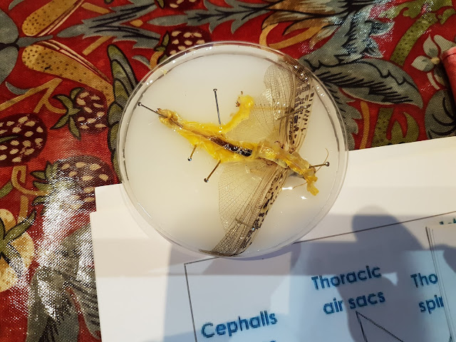 SLHE Science: Locust Dissection