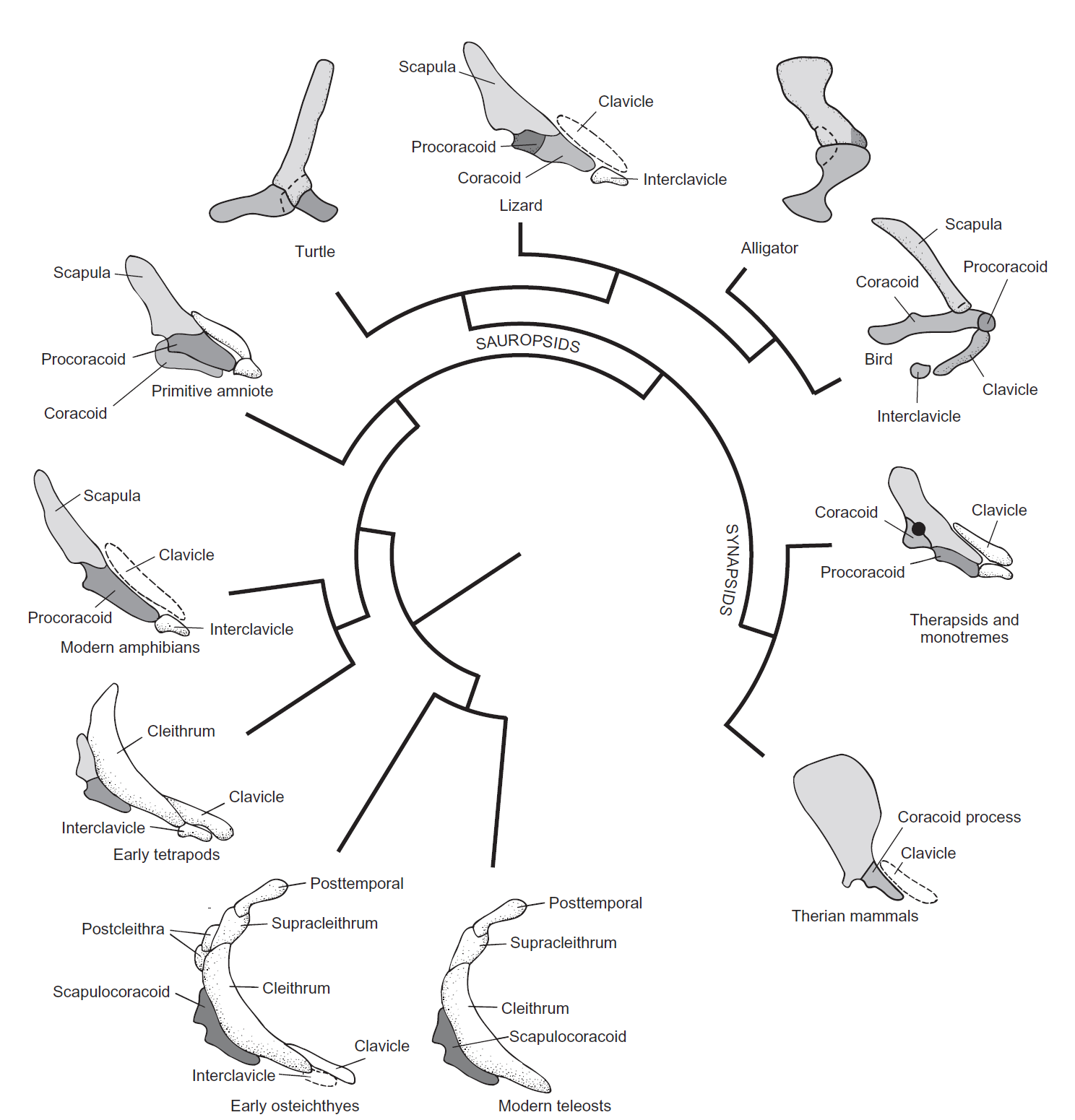 Ciencias de Joseleg: Cintura escapular en los tetrápodos
