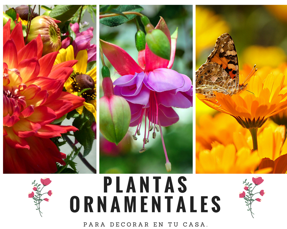 Las 10 mejores plantas ornamentales para decorar tu jardín!