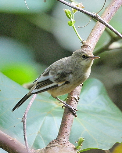 Birding Trips: Polynesian & Pitcairn Island Trip Report