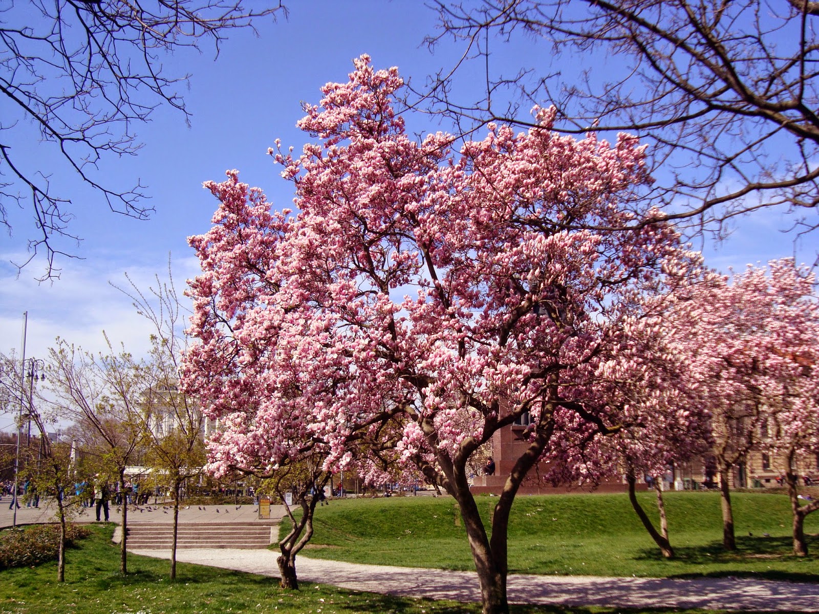 Nijanse boja i mirisa: magnolija - proljetna ljepitica