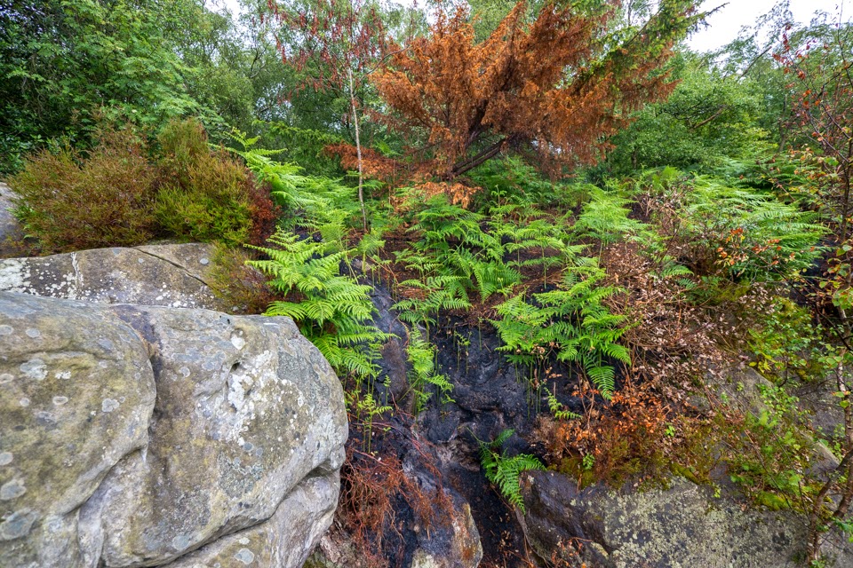 Southern Sandstone Climbs: Fire at Harrison's Rocks