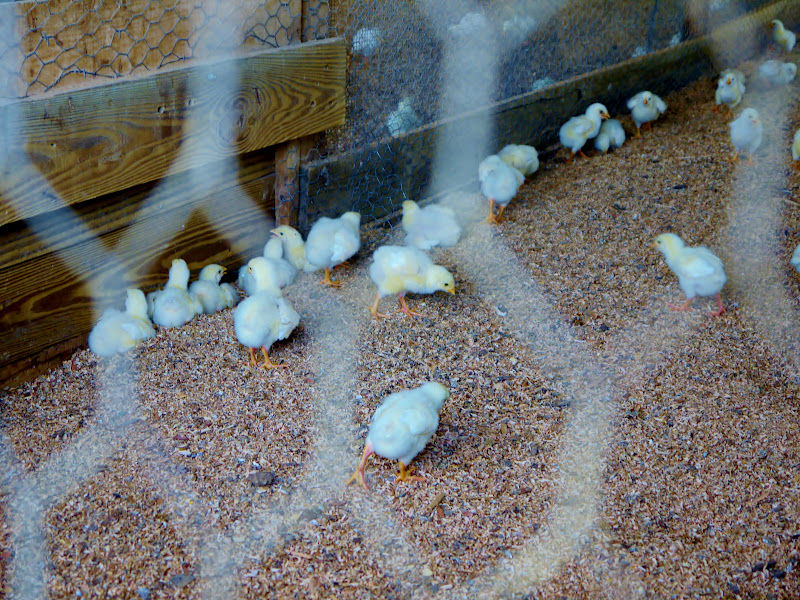 Being the Secret Ingredient: Braised Short Ribs and Polyface Farms