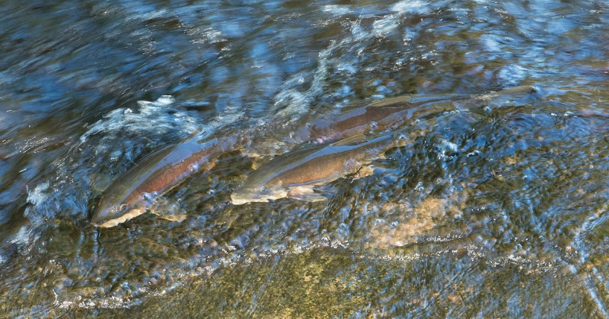 In Search of Perfect Light...: Speaking of Fish...