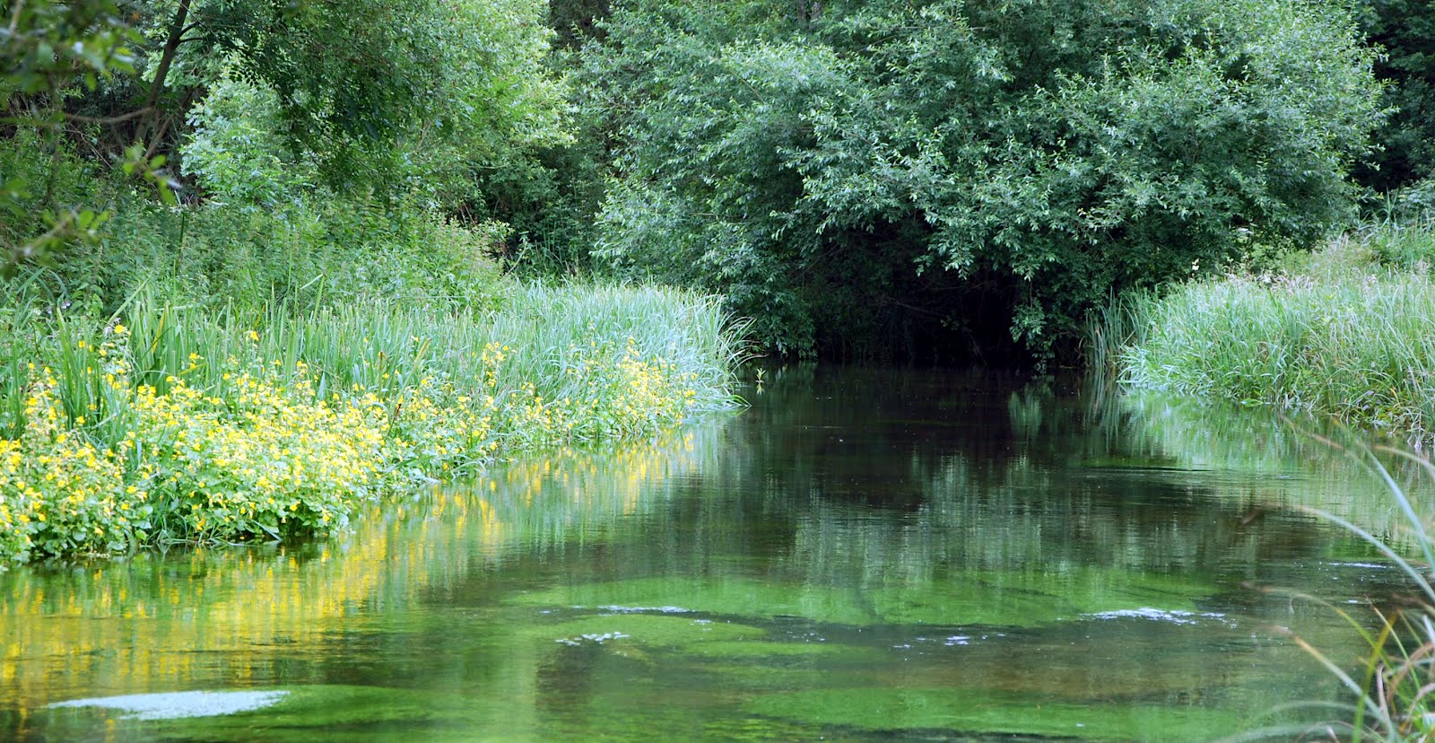 Diary of a Riverkeeper on the River Test, Hampshire: July 2012