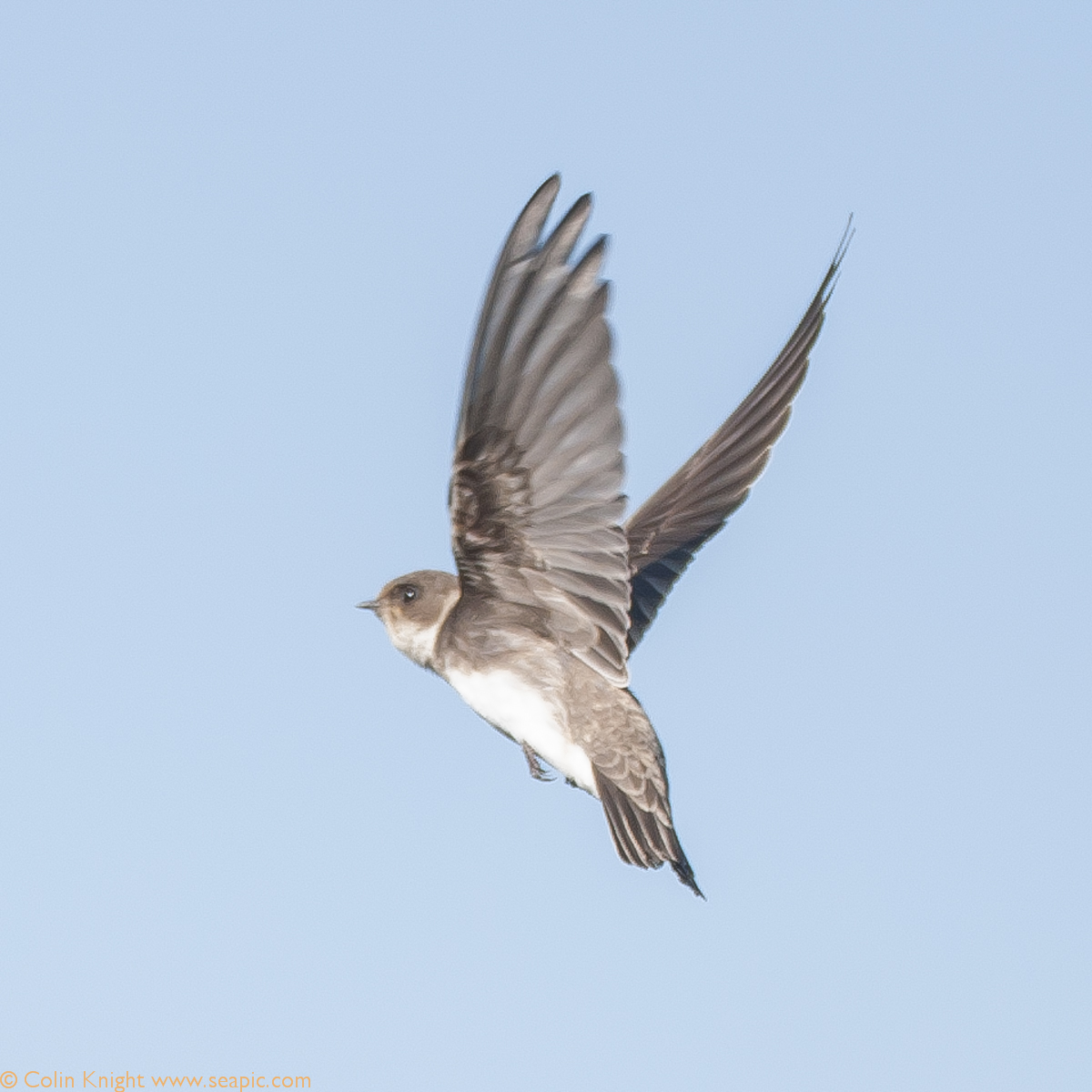 Postcards from Sussex: Sand Martins in flight