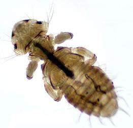 Lice - True Wildlife Creatures