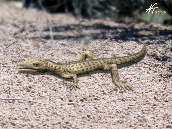 Paleoexhibit: The Late Permian Diapsids, Part I