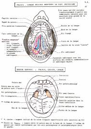 l'anatomie: la Face inférieure de la langue