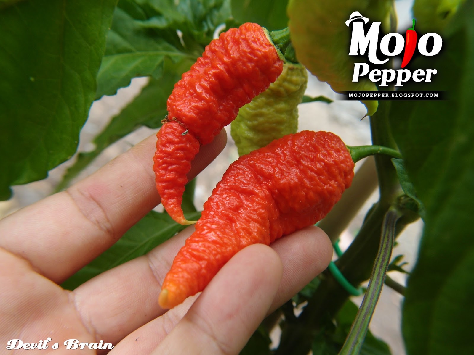 The Mojo Pepper - Just a Chili Pepper grower: Devil's Brain