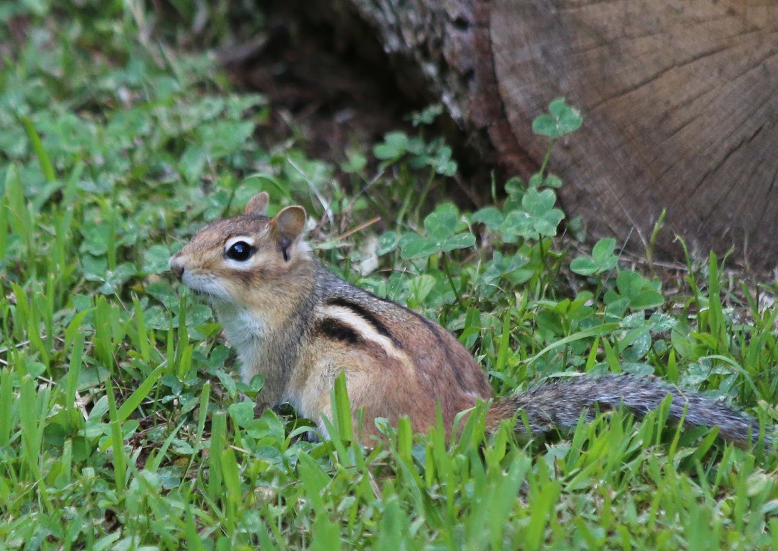 Linda Marcille, Fine Art ~ Crow House Studio: Death of One Chipmunk ...