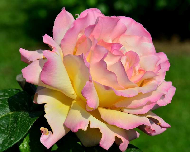 Nitideces de Miguel: Rosa rosae