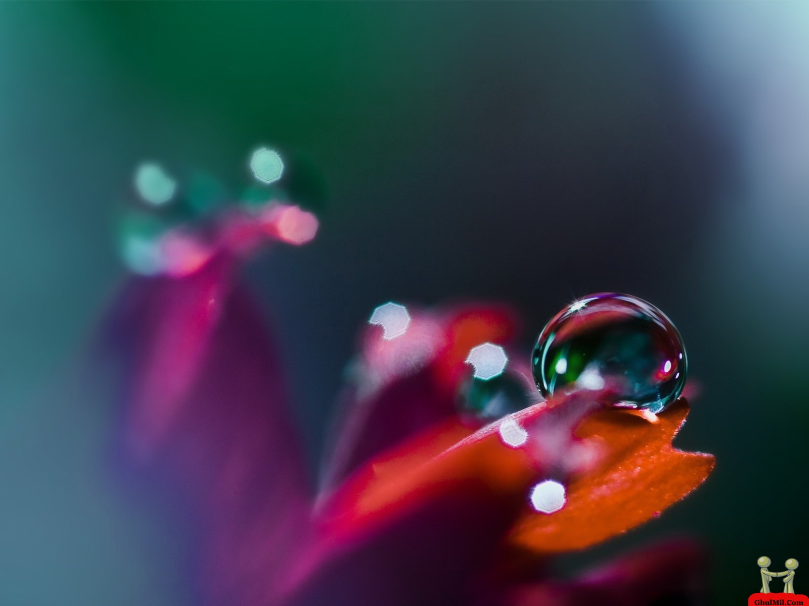 Dew Drops HD Wallpaprs
