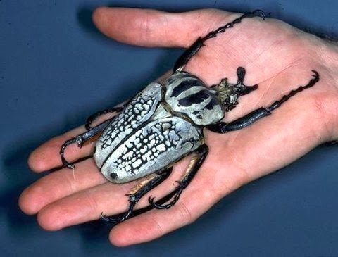 Insectos raros : el insecto mas grande del mundo enorme gigante Goliath ...