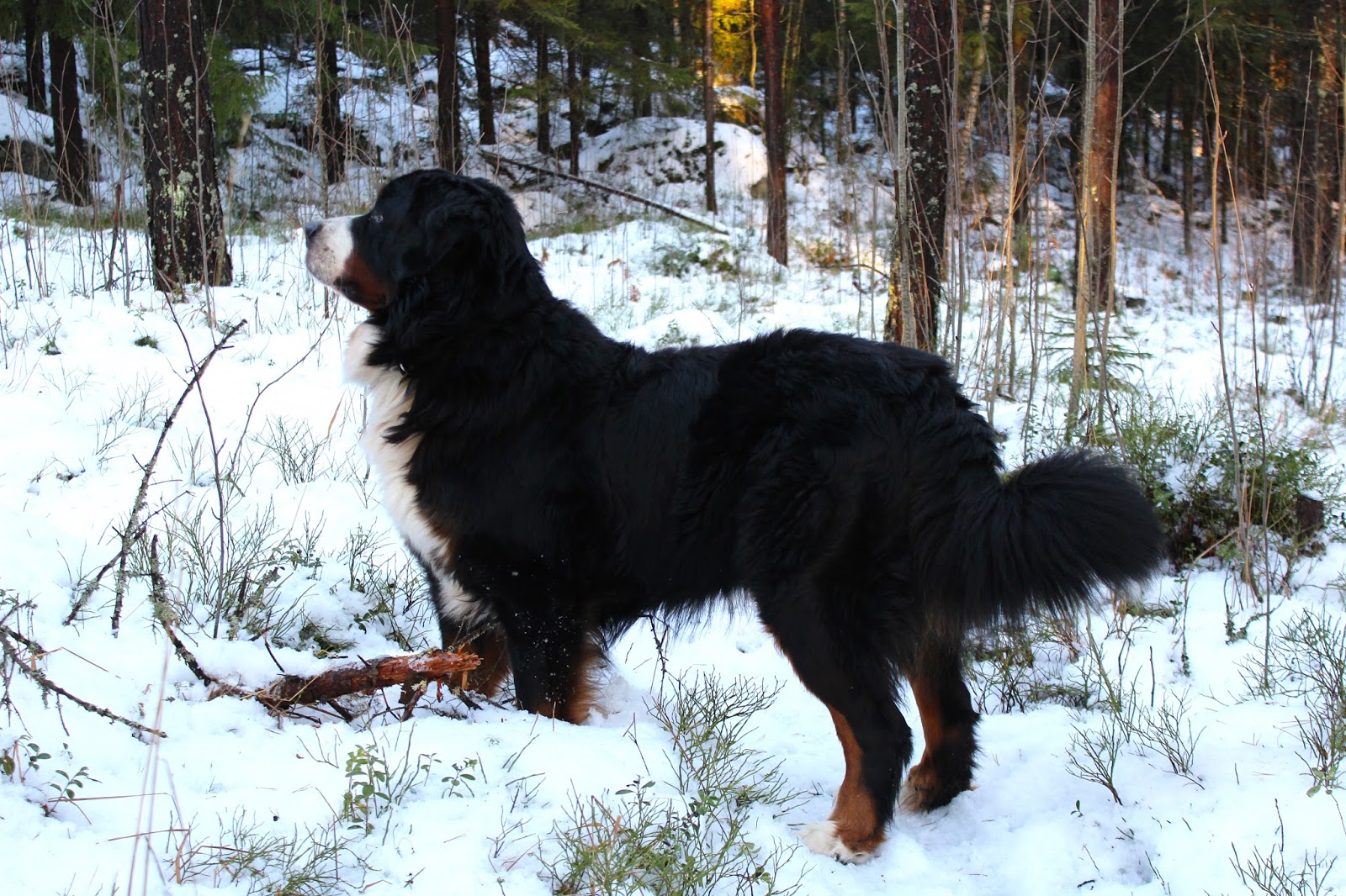 Have an Ice day : Berninpaimenkoira