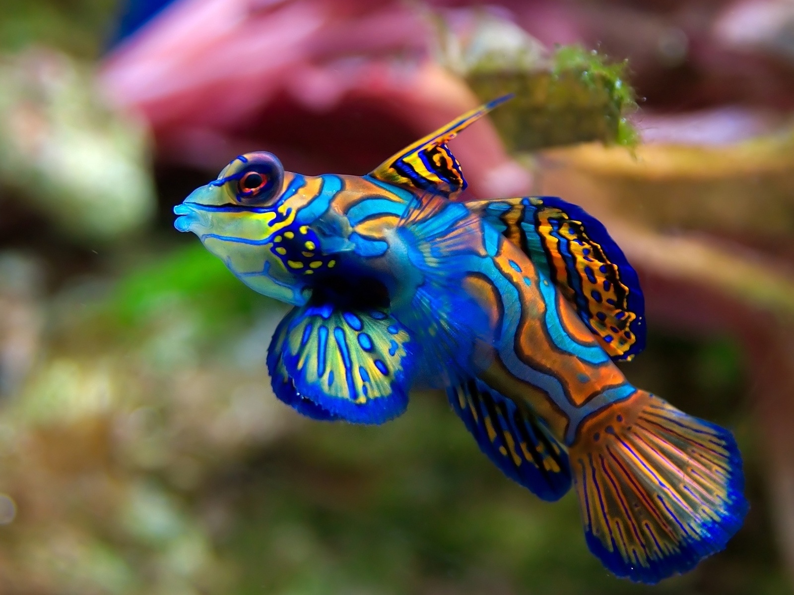 Imagenes de peces de colores del mundo - Imagui
