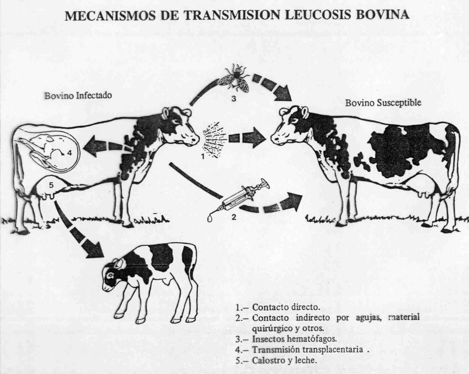 Transmisión de la Leucosis Bovina