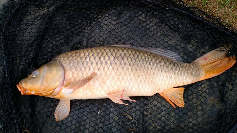Michigan Carp Fishing Blog: Independence Day Weekend Near Lake Erie