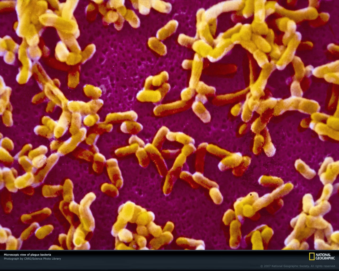 telcel2u: Black Death Bubonic Plague Photos Wallpaper National Geographic