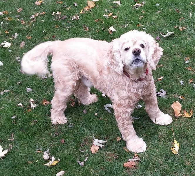 The Daily Bone: Saturday With Joey Dog