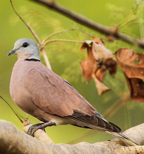 Red turtle dove pictures | Birds of India | Bird World