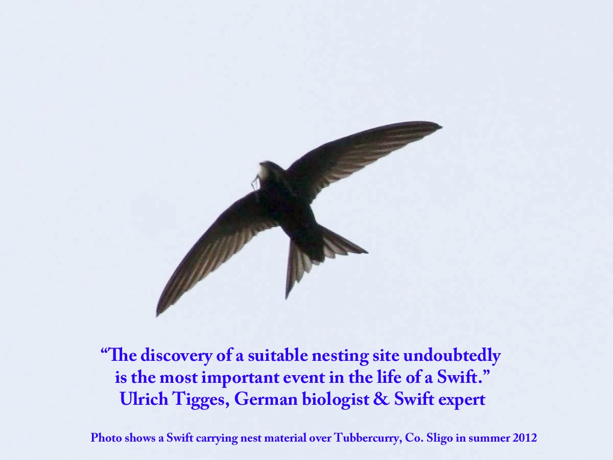 Swift Conservation Ireland