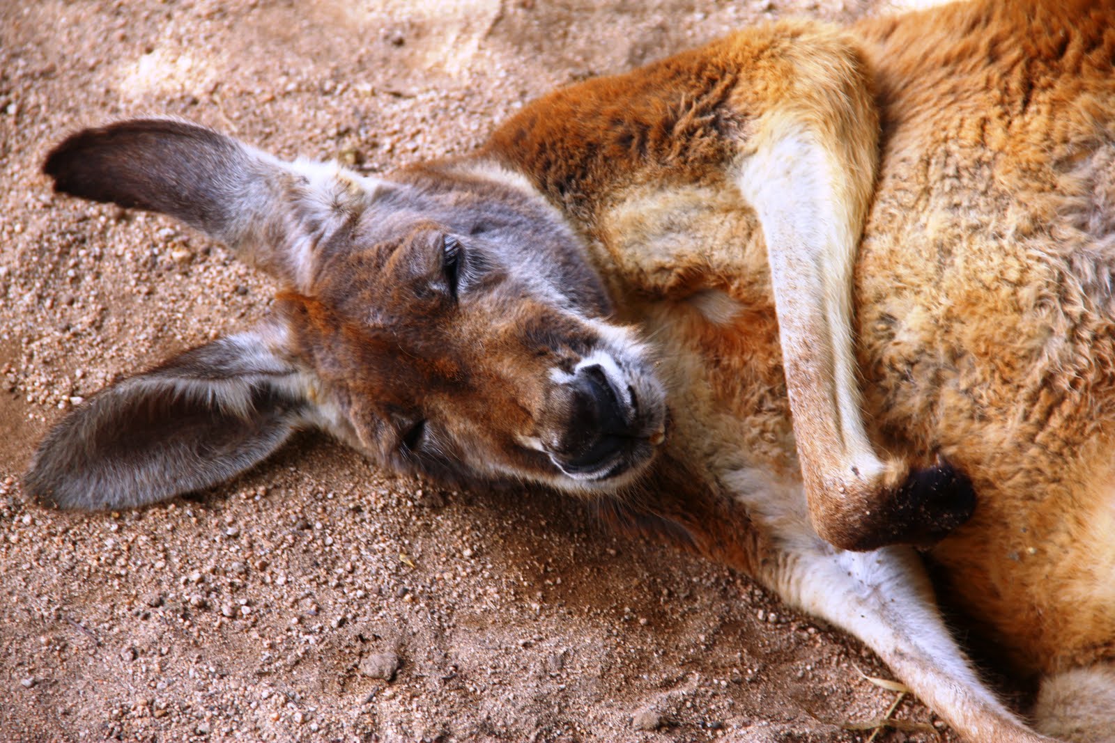 Little Green Bug: OMG! A baby kangaroo!