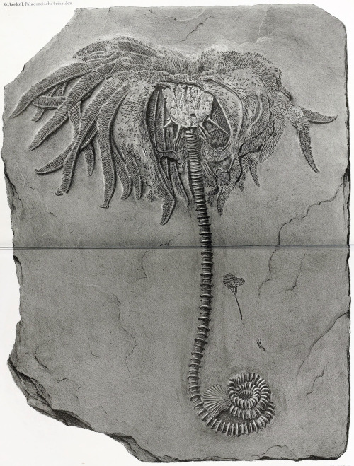 Crinoid Fossil Drawing