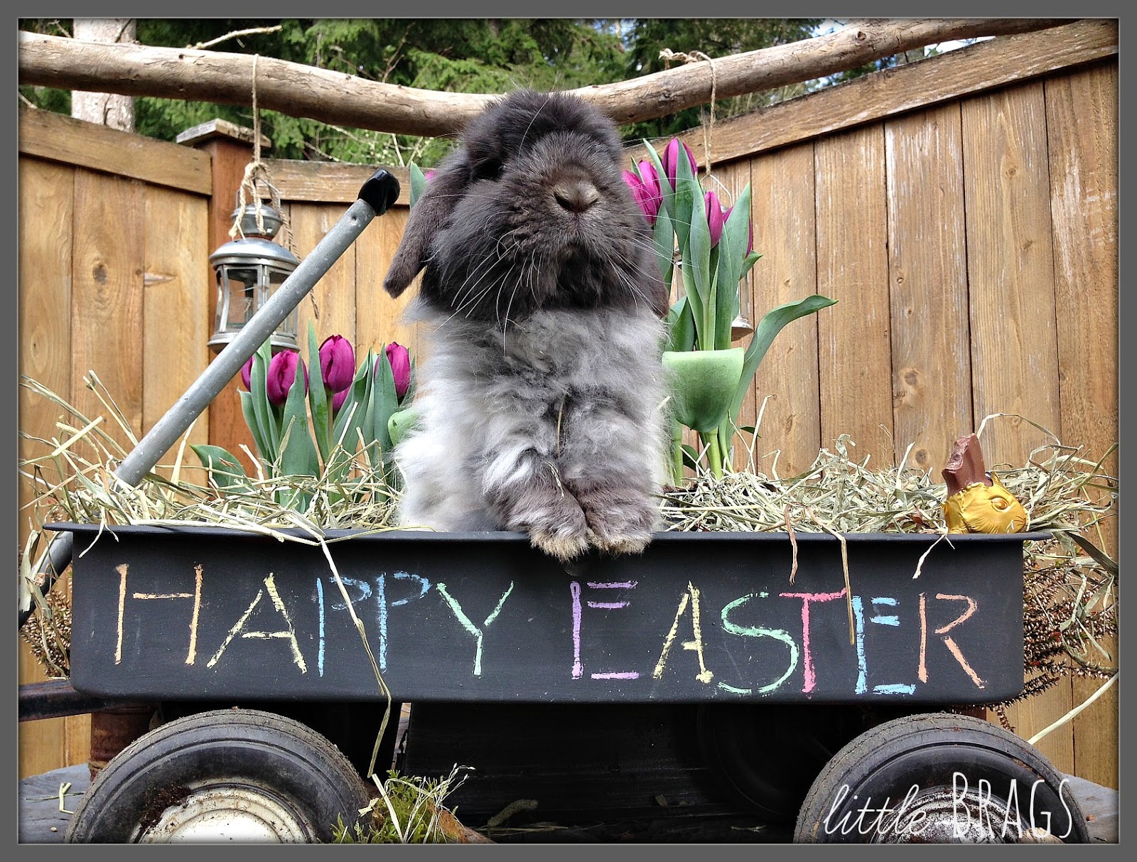 Little Brags: Our Real Easter Bunny, An Impostor And Just Plain Cuteness