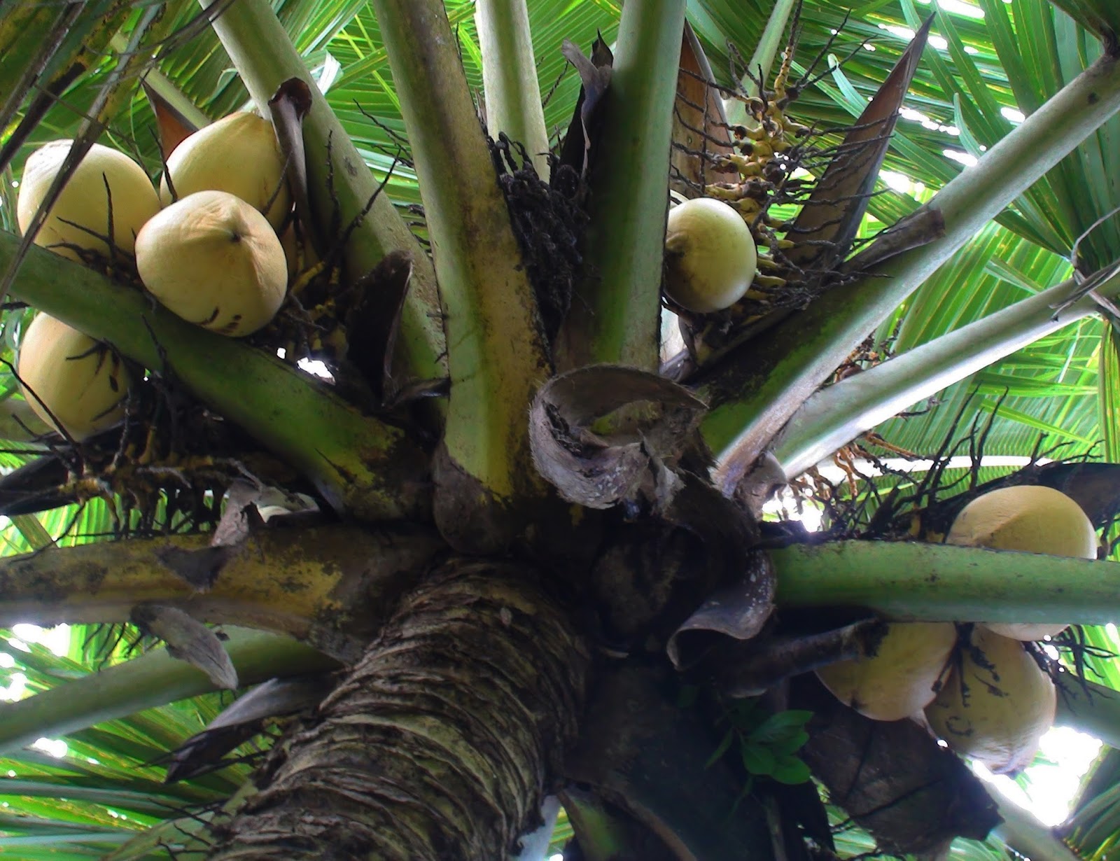 Coconut planting material for the Pacific region: Varieties and palms ...