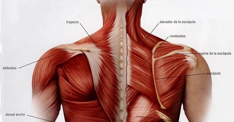 Músculos del dorso y de la nuca y sus movimientos