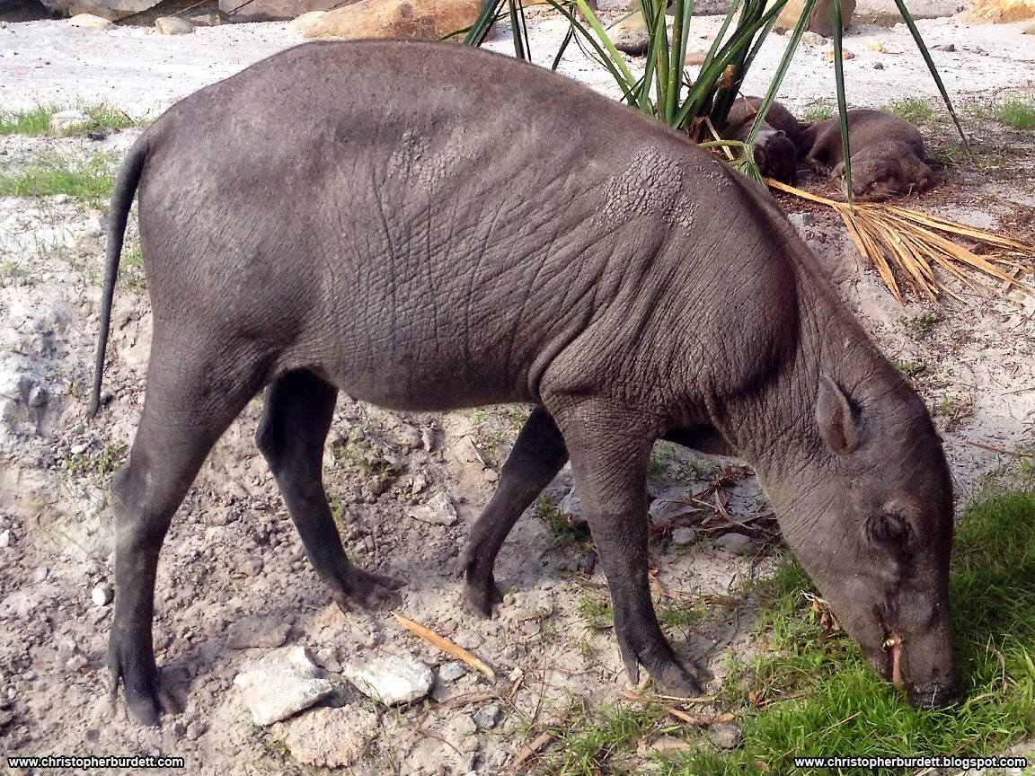 The DOODLES, DESIGNS, and aRT of CHRISTOPHER BURDETT: Babirusa Pigs for ...