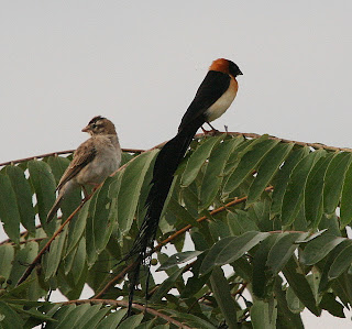 Birding South Sudan: Exclamatory Paradise-Whydah