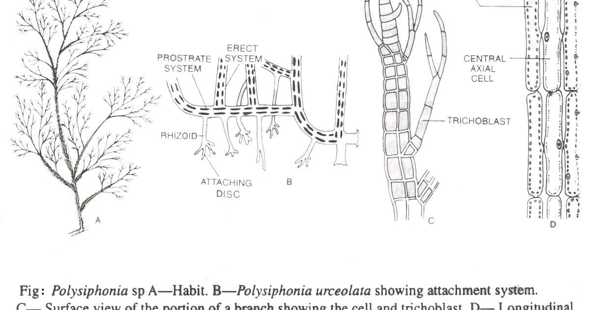 POLYSIPHONIA - STRUCTURE OF VEGETATIVE BODY AND REPRODUCTION