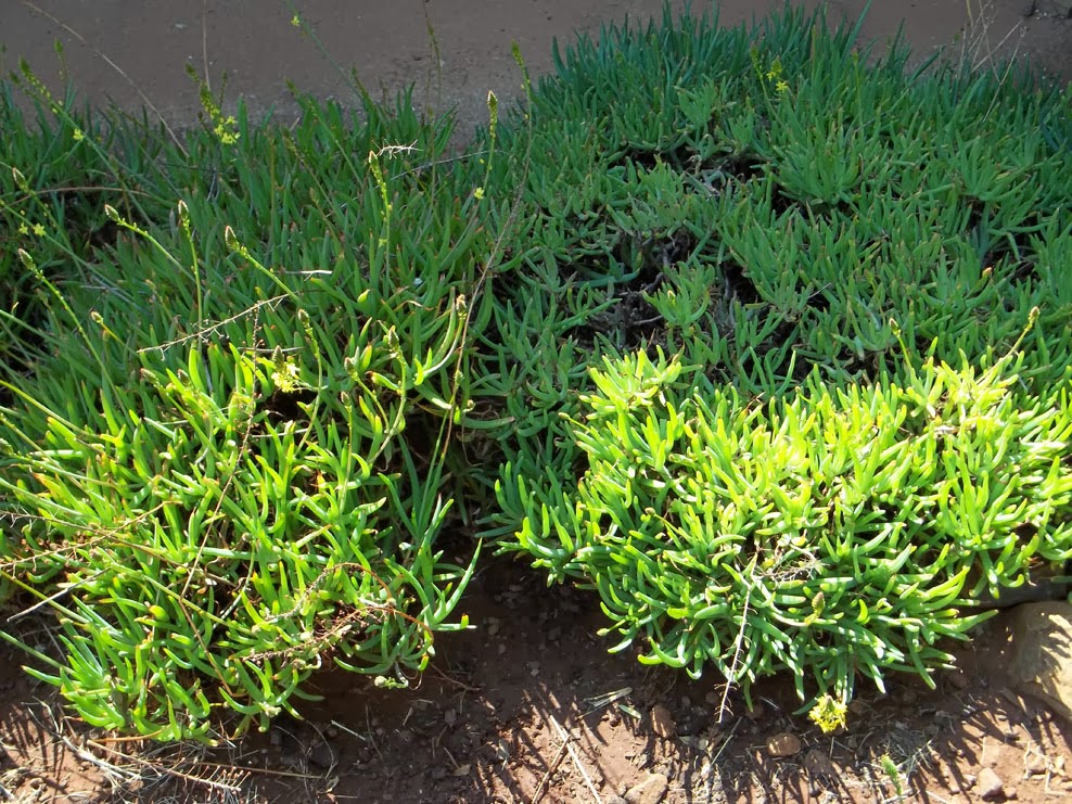 Gardening in Africa: Bulbine frutescens