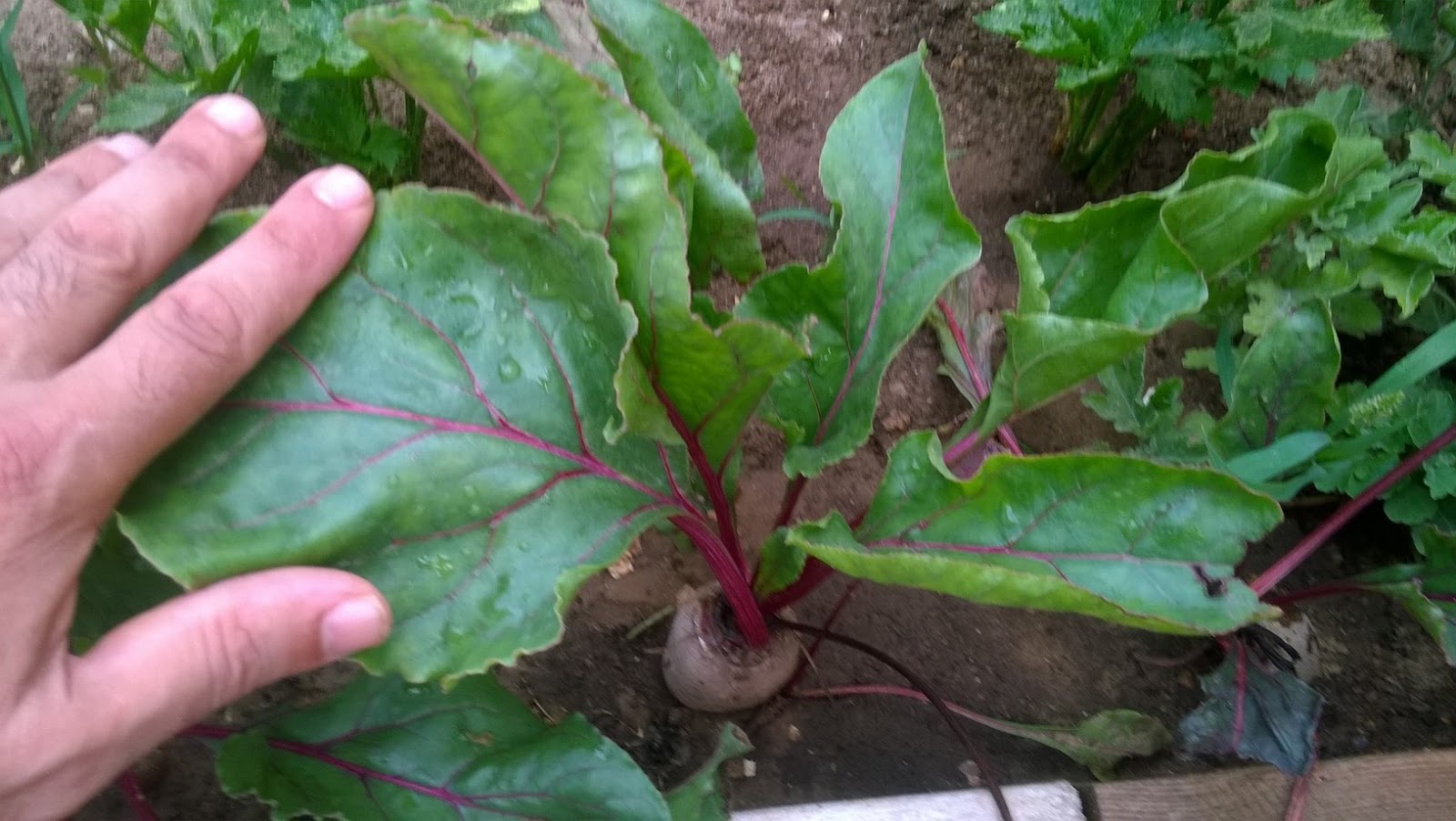How To Grow Beetroot