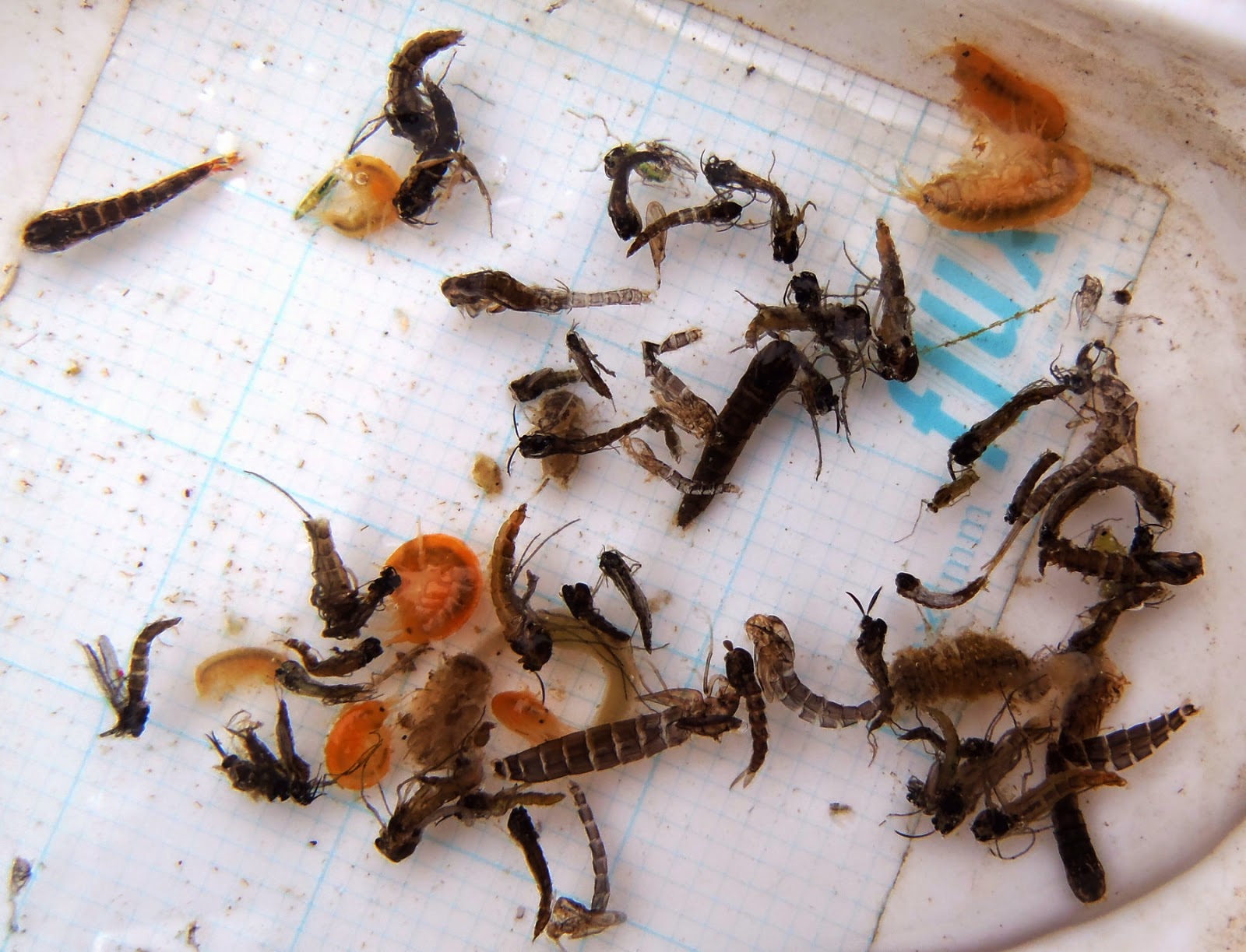 Mountains, Rivers, & Trout: Best of Spring Hatch - AM Midge