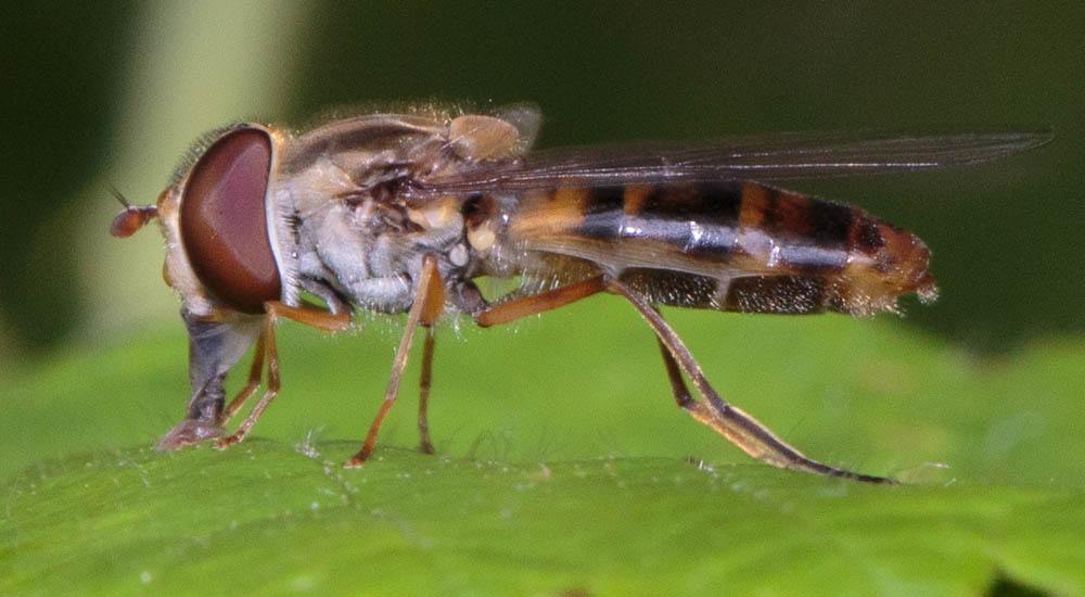 Ann Miles Blog: Insects and Spider Feeding