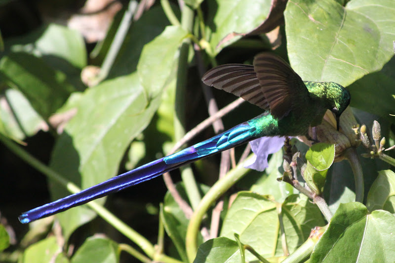 Nuestro bello mundo...: Long-tailed Sylph, Colibri Coludo Azul, Fotos ...