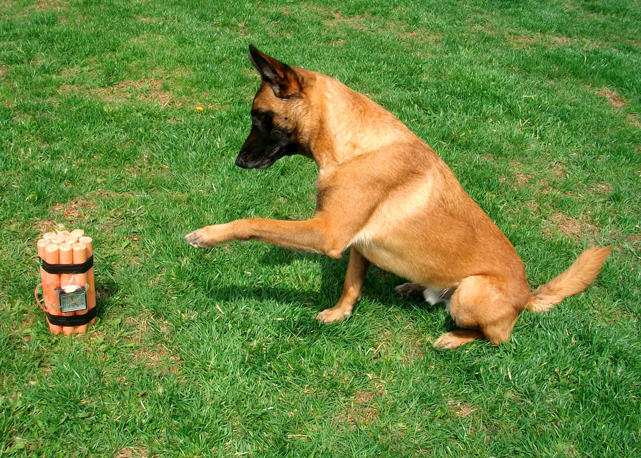 Dog Gone Happy: Explosives detection dog?