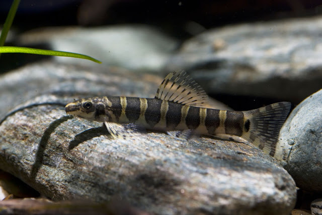 Serpent loach ( Serpenticobitis octozona ) | INSPIRATOR